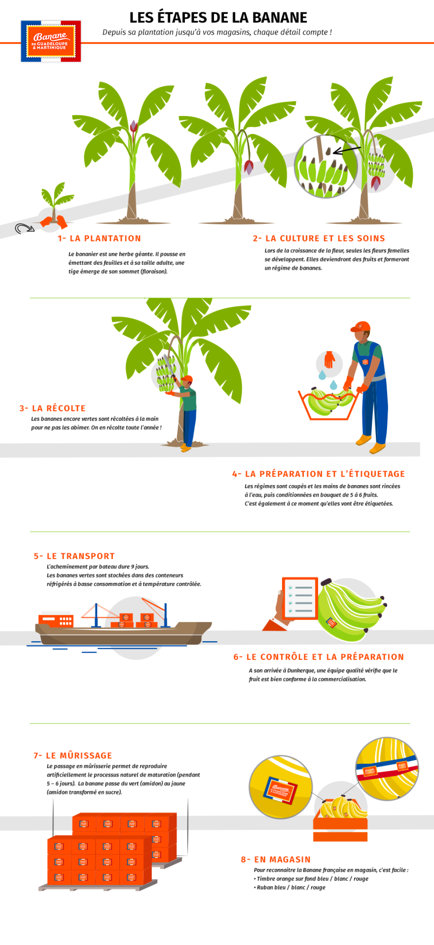 La culture de la Banane de Guadeloupe & Martinique - BGM